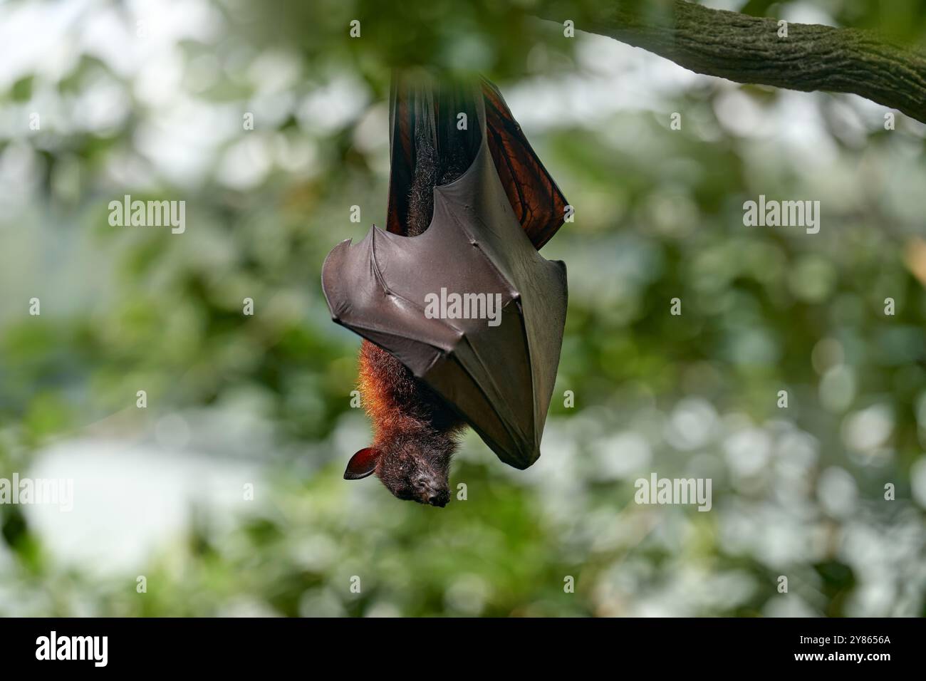 Malayan large flying fox, Pteropus vampyrus, hanging on the tree in the ...