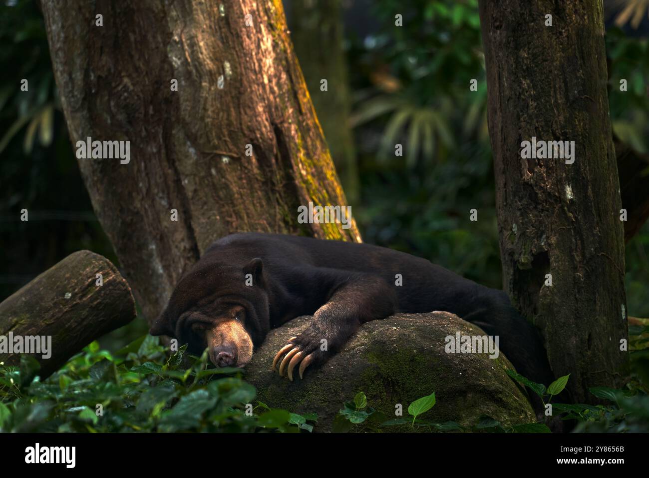 Sun bear sleeping, Helarctos malayanus, beautiful dangerous animal from ...