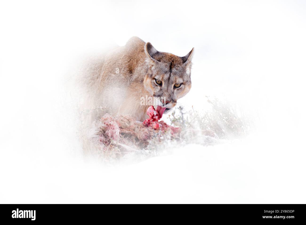 Chile sunset Cut Out Stock Images & Pictures - Alamy