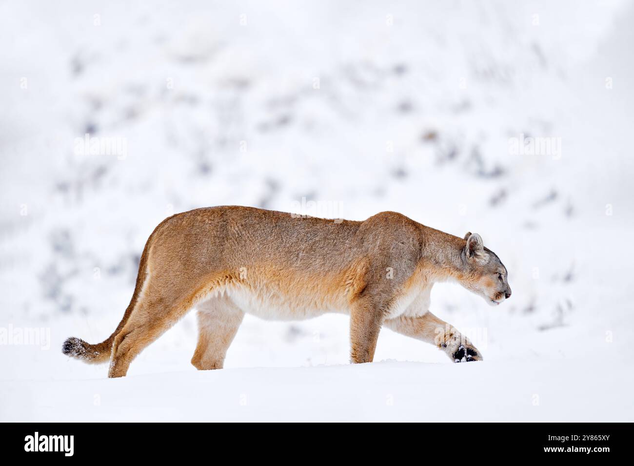 Wild puma nature winter habitat with snow, Torres del Paine, Chile. Big ...