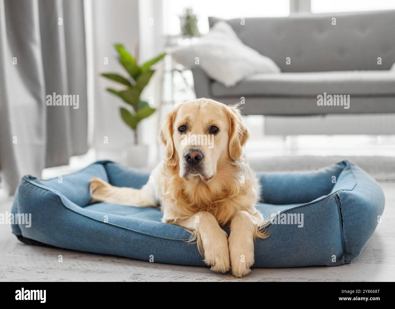 Golden retriever dog resting home, lying on his place Stock Photo - Alamy