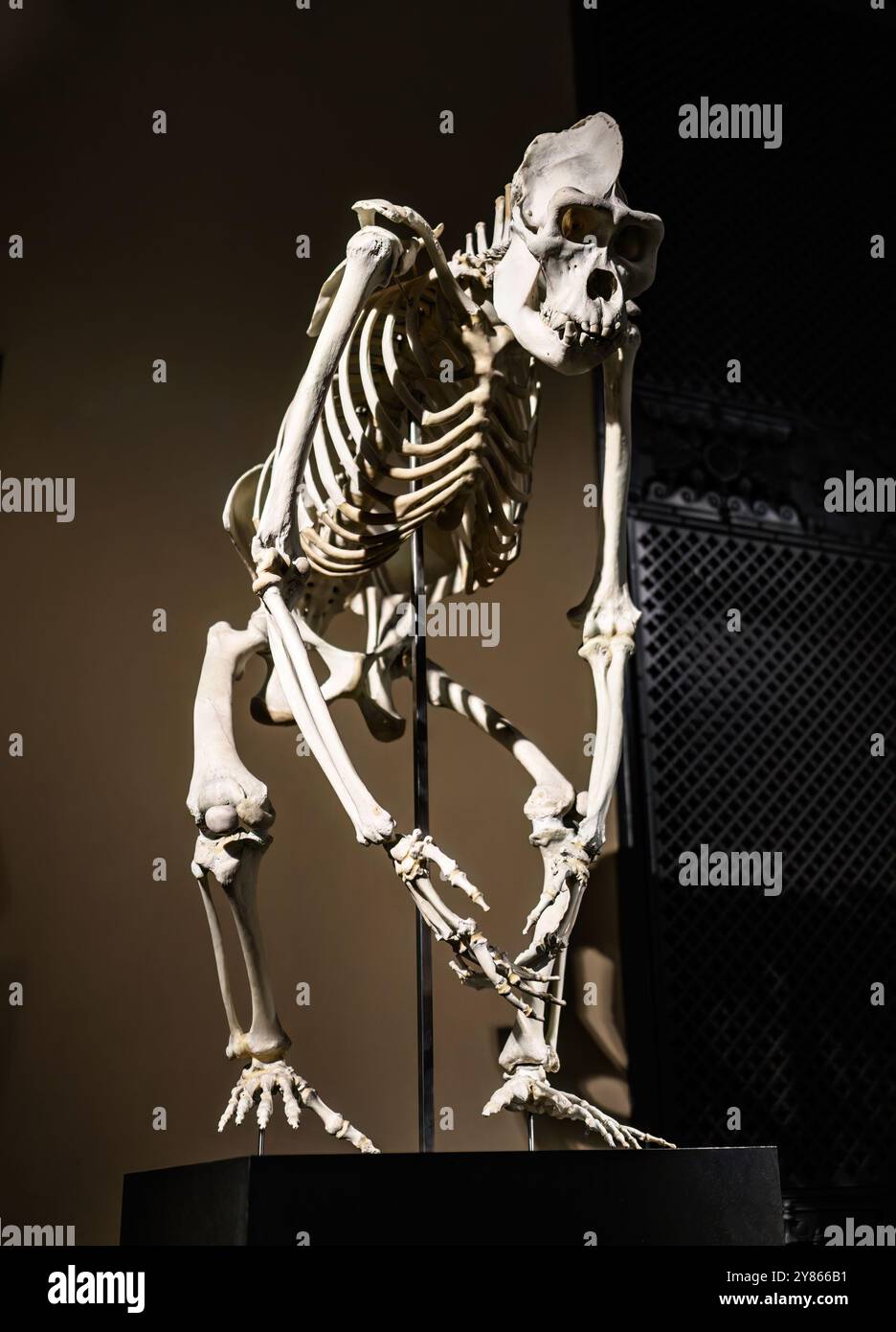 Skeleton of Gorilla in museum Stock Photo - Alamy