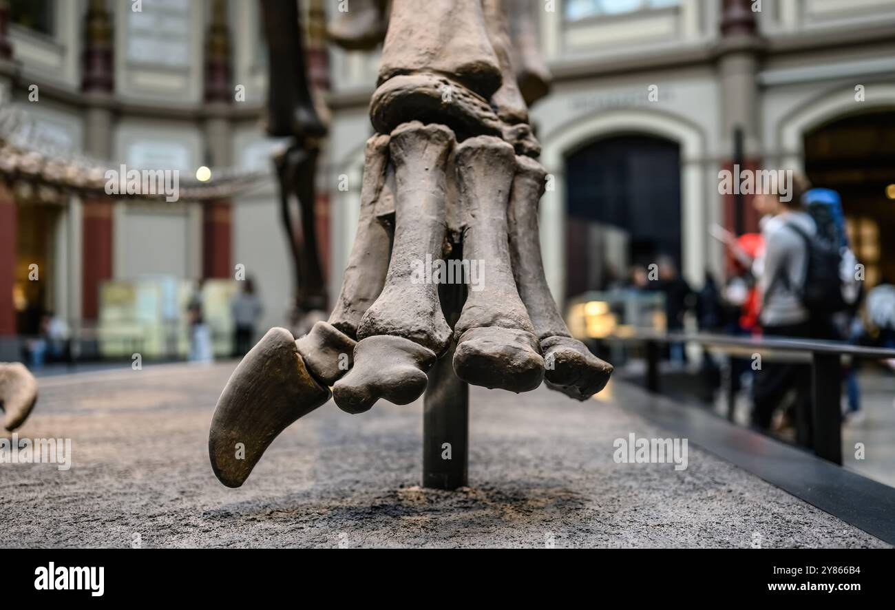 Dinosaur foot bones hi-res stock photography and images - Alamy