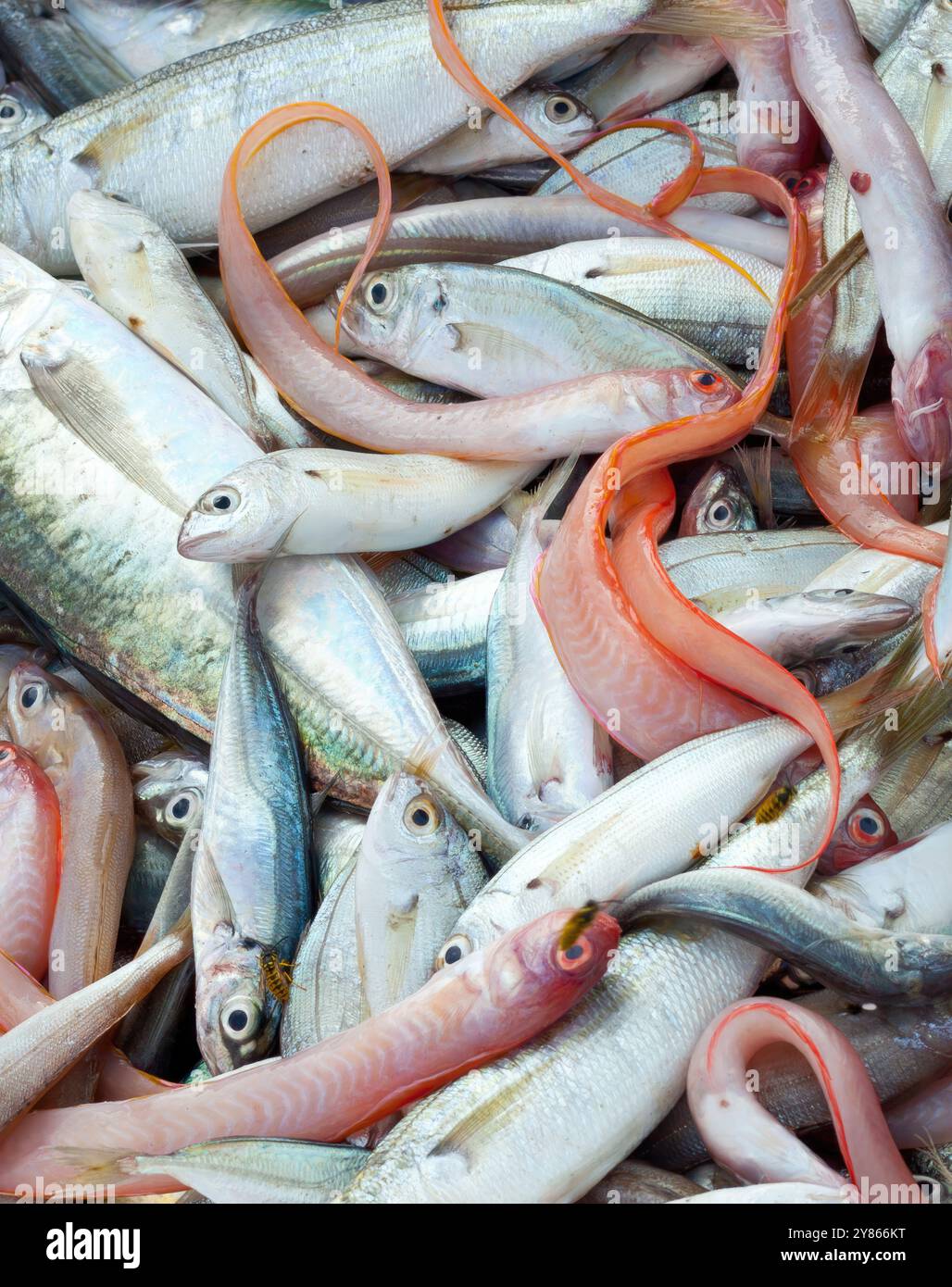 Big pile of freshly caught fish lying on top of each other at the fish ...