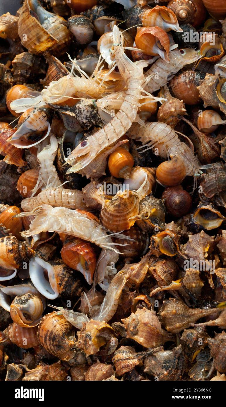 Fresh mantis shrimps are laying on a bed of seashells, creating an ...