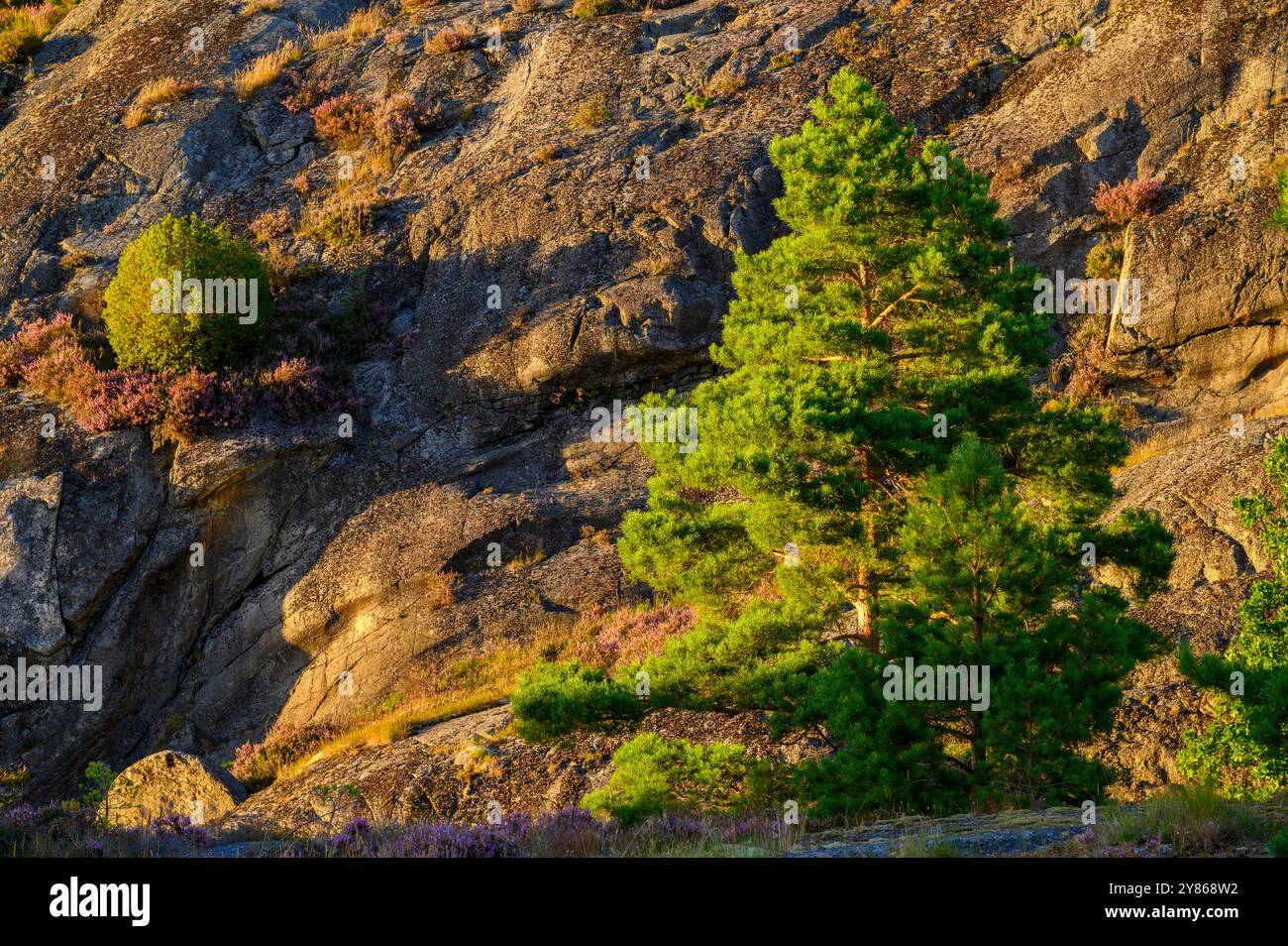 Sun setting on rugged vertical rock-face with pine tree, shrubs and ...