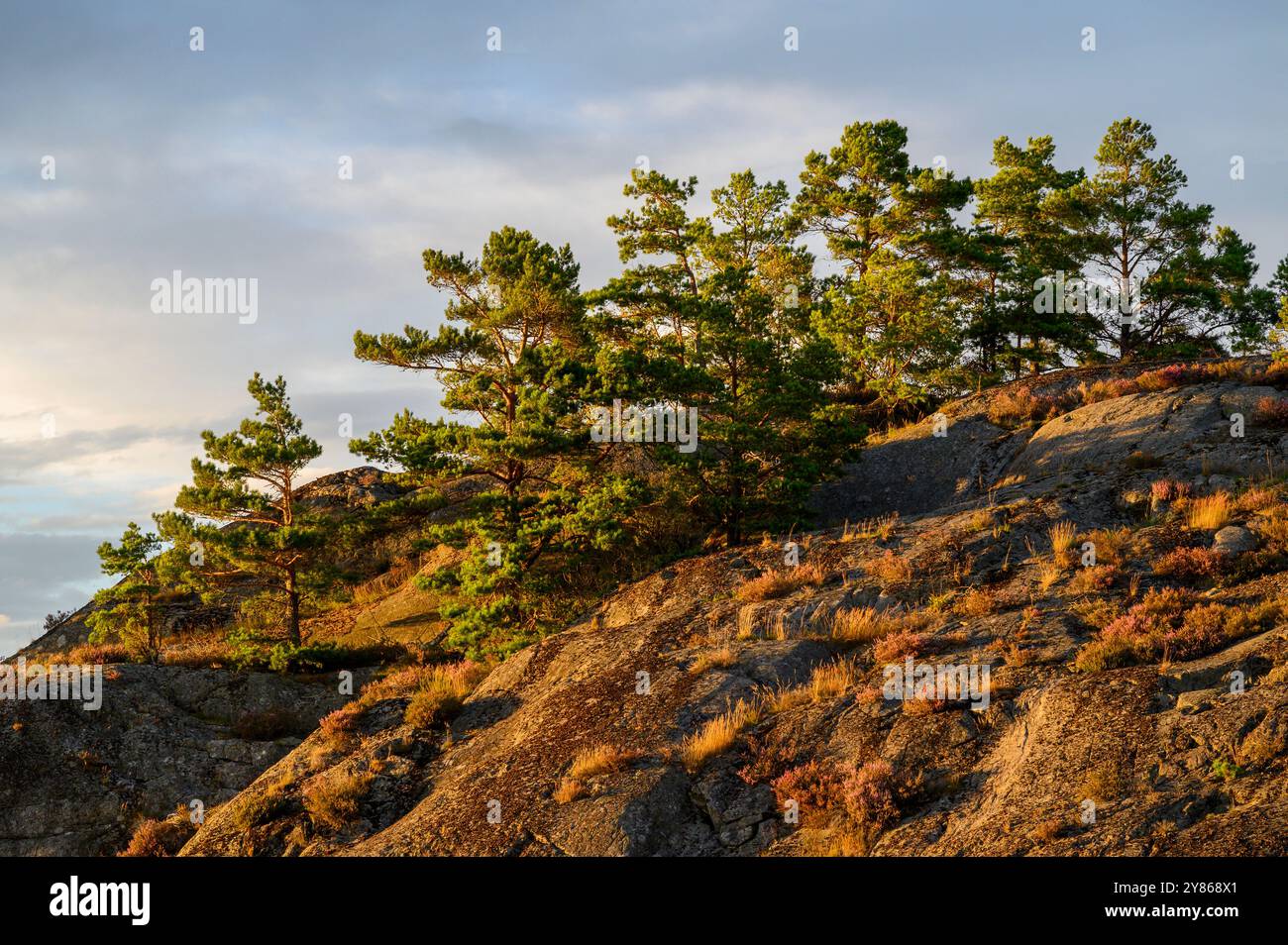 Sun setting on rugged rock-face with pine trees, hairgrass and heather ...