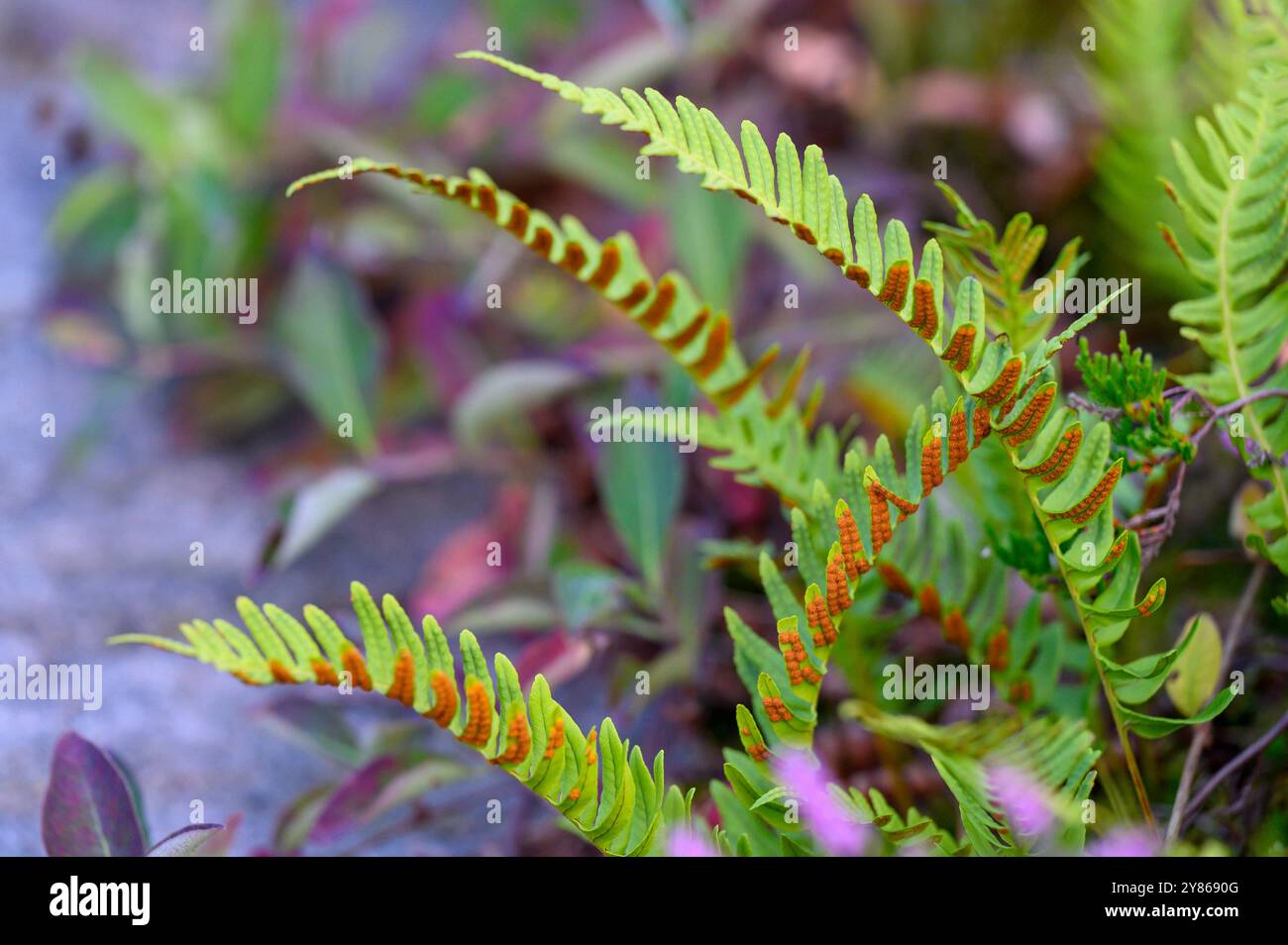 Closeup of fern (Polypodium vulgare) showing the pimply undersides with ...