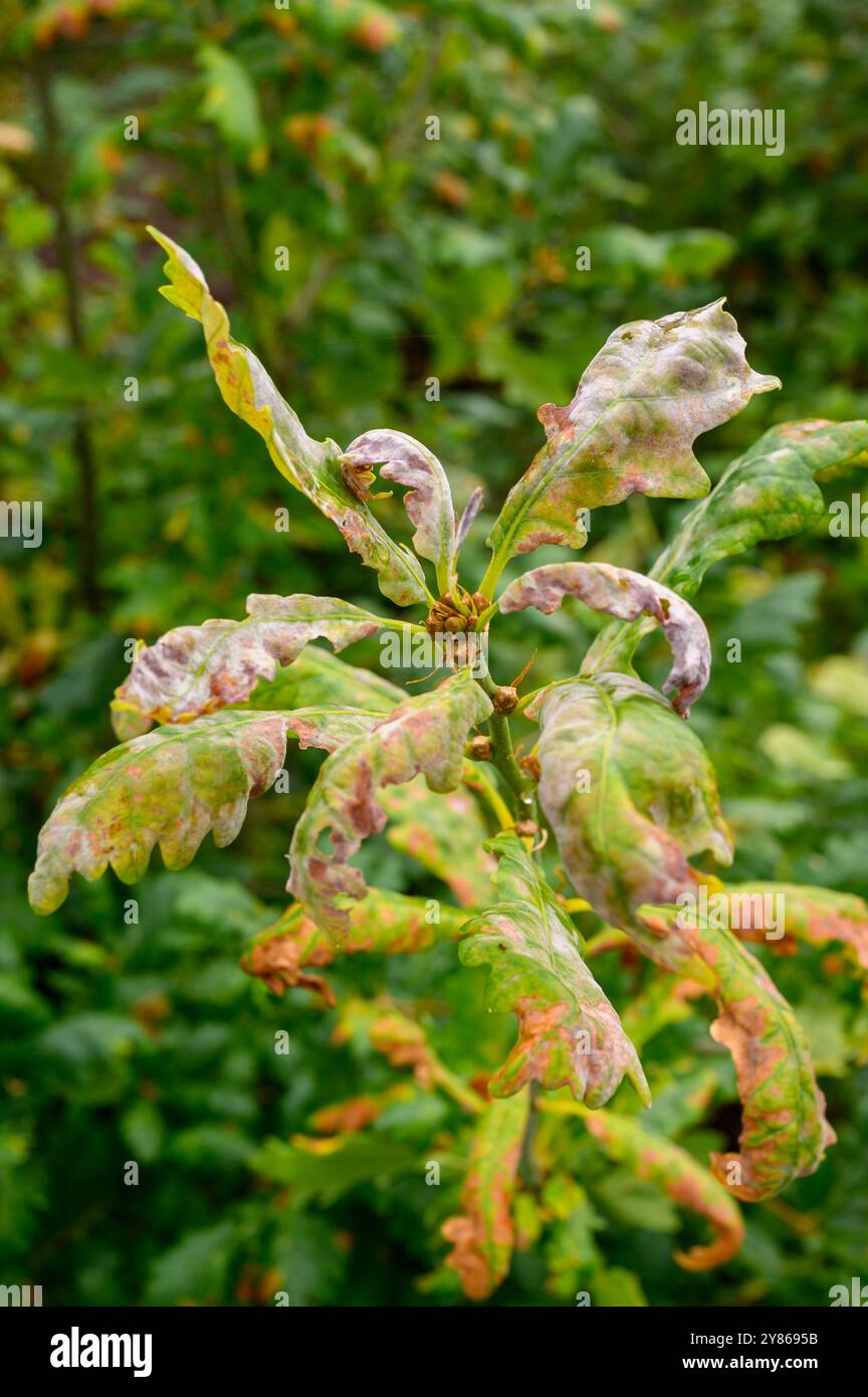 Closeup of a young oak tree attacked by a fungal disease and showing ...