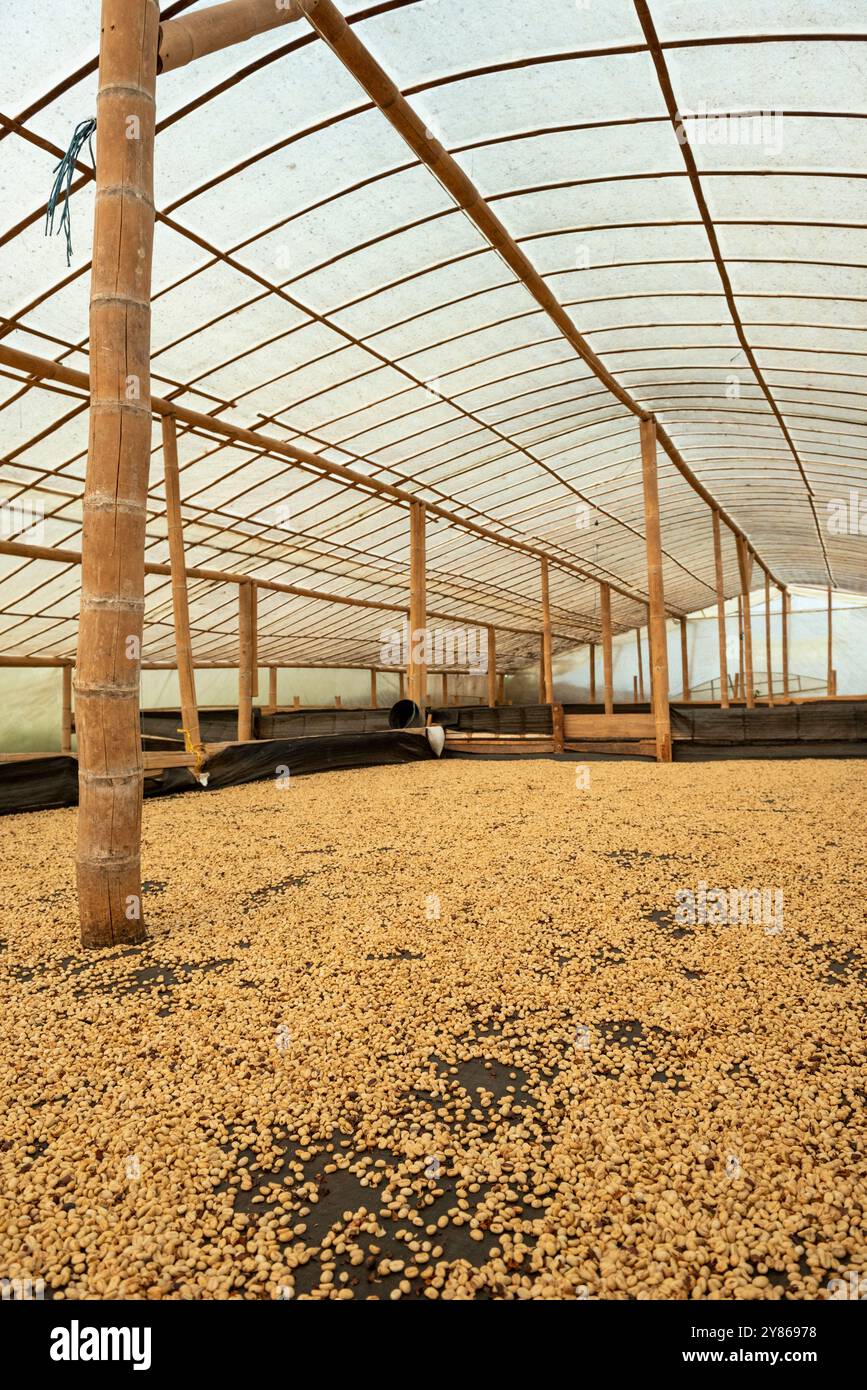 Coffee beans spreads into greenhouse to help the beans dry, drying is ...