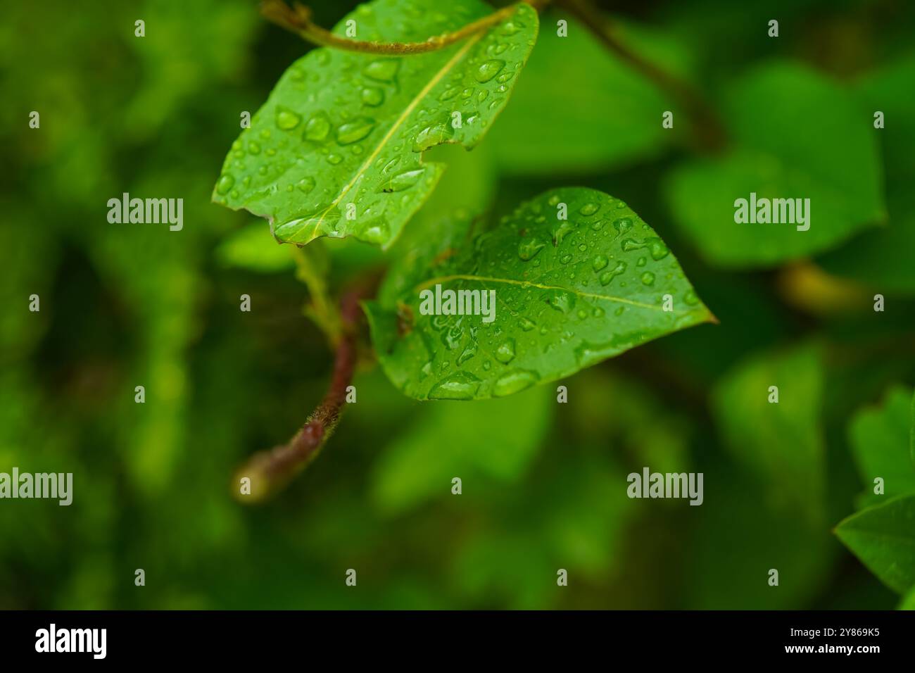 Leaves green background. Front view of green leaf in the garden. Plant ...