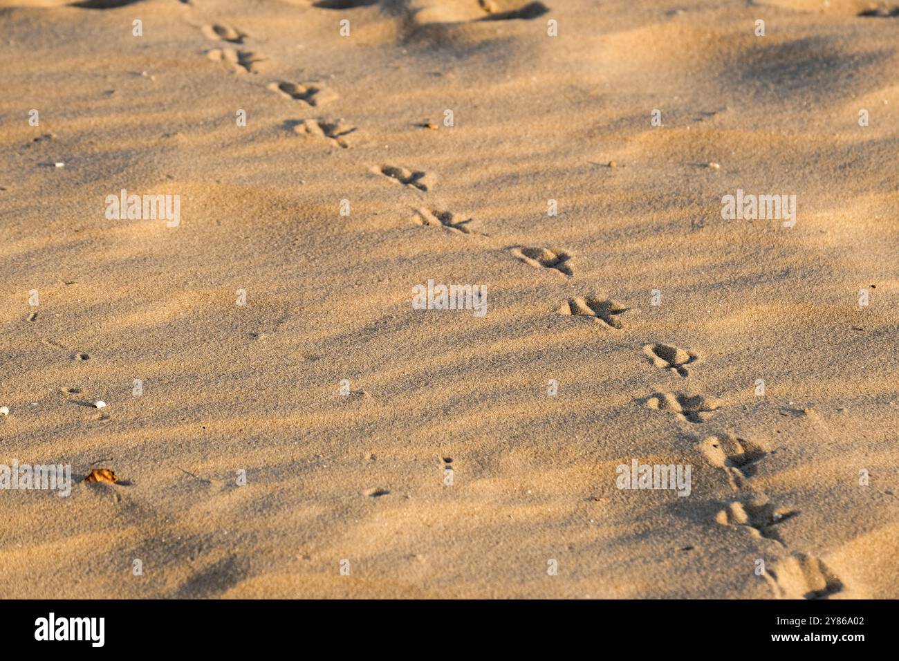 Closeup sunset beach scenery hi-res stock photography and images - Alamy