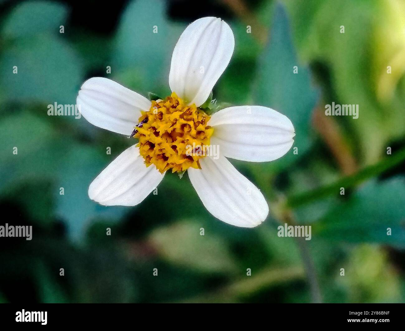 Coreopsis coronata hi-res stock photography and images - Alamy