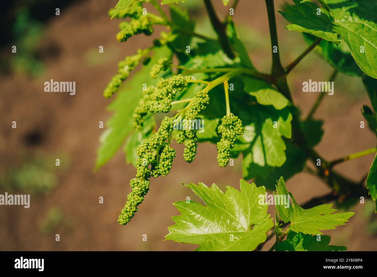 Front view of green leaf in the garden. Plant flower bush shrub green ...