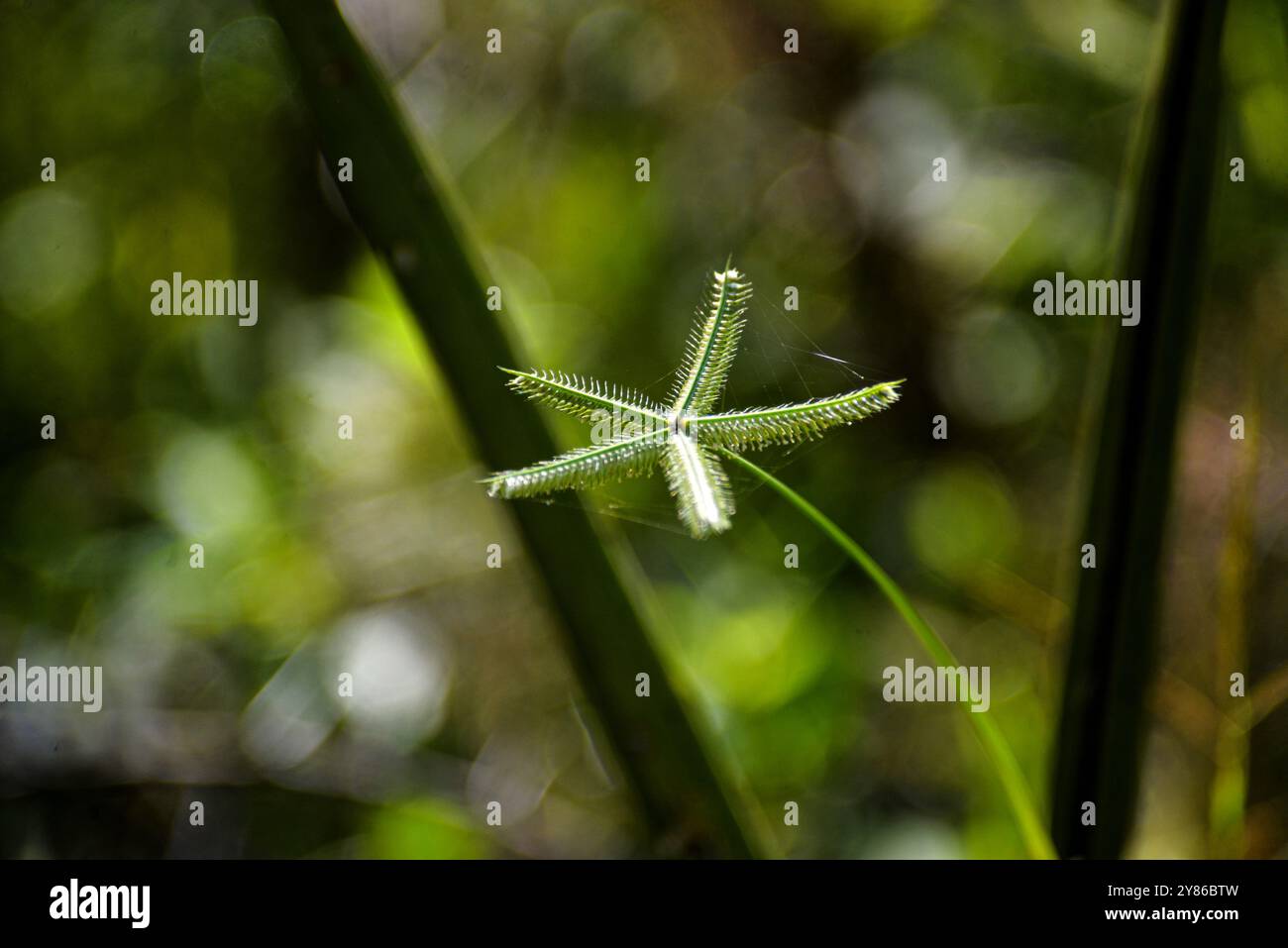 Durban crowfoot (Dactyloctenium aegyptium) - Amudat, Karamoja Uganda ...