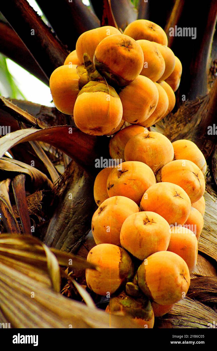 African fan palm fruits ( Borassus aethiopum ) - Murchison Falls ...