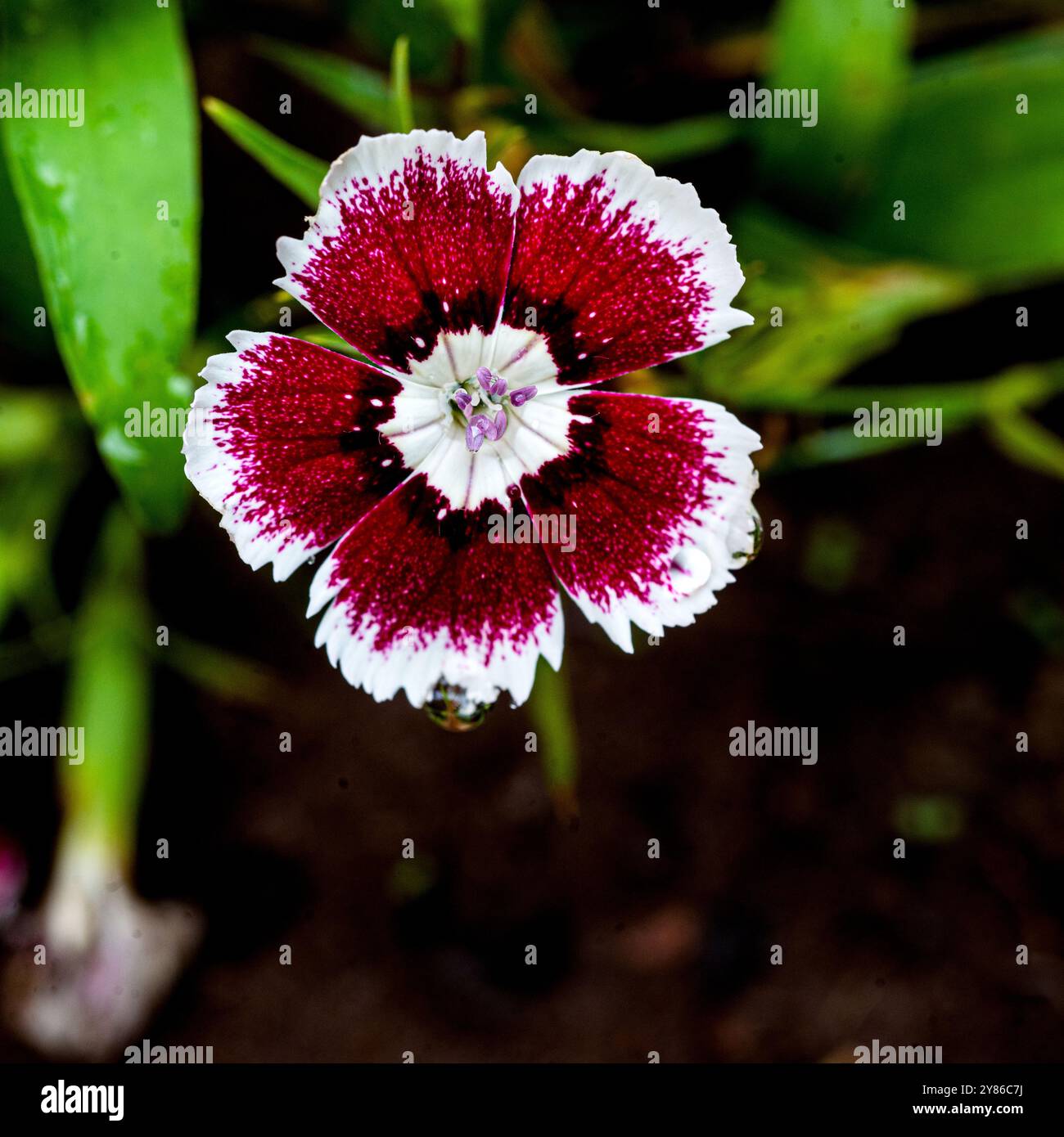 Dianthus barbatu hi-res stock photography and images - Alamy