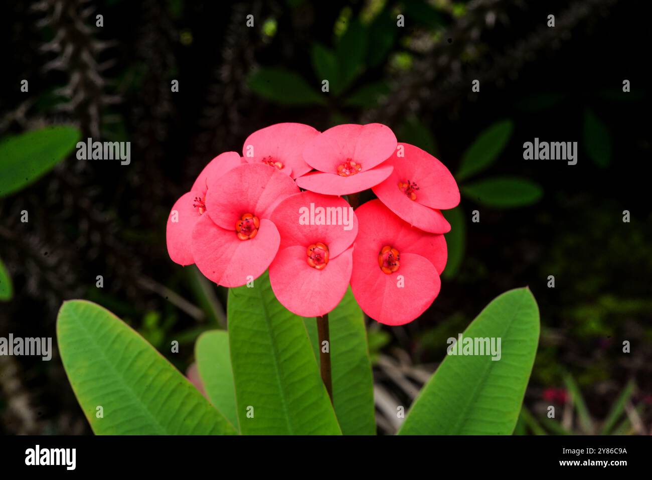 Tropical plants with thorns hi-res stock photography and images - Alamy