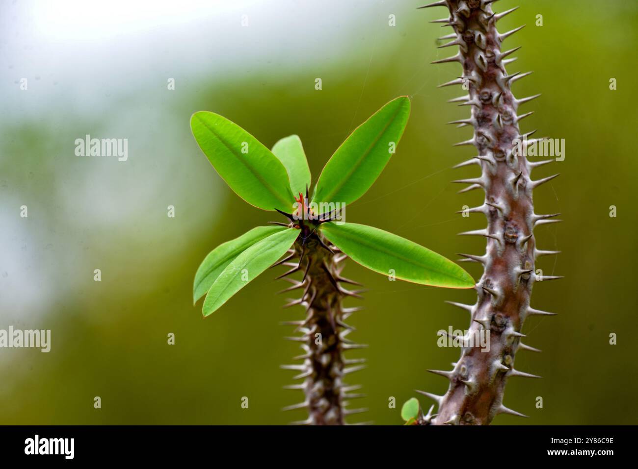 Crown-of-thorns ( Euphorbia milii ) Kasese - Uganda Stock Photo - Alamy