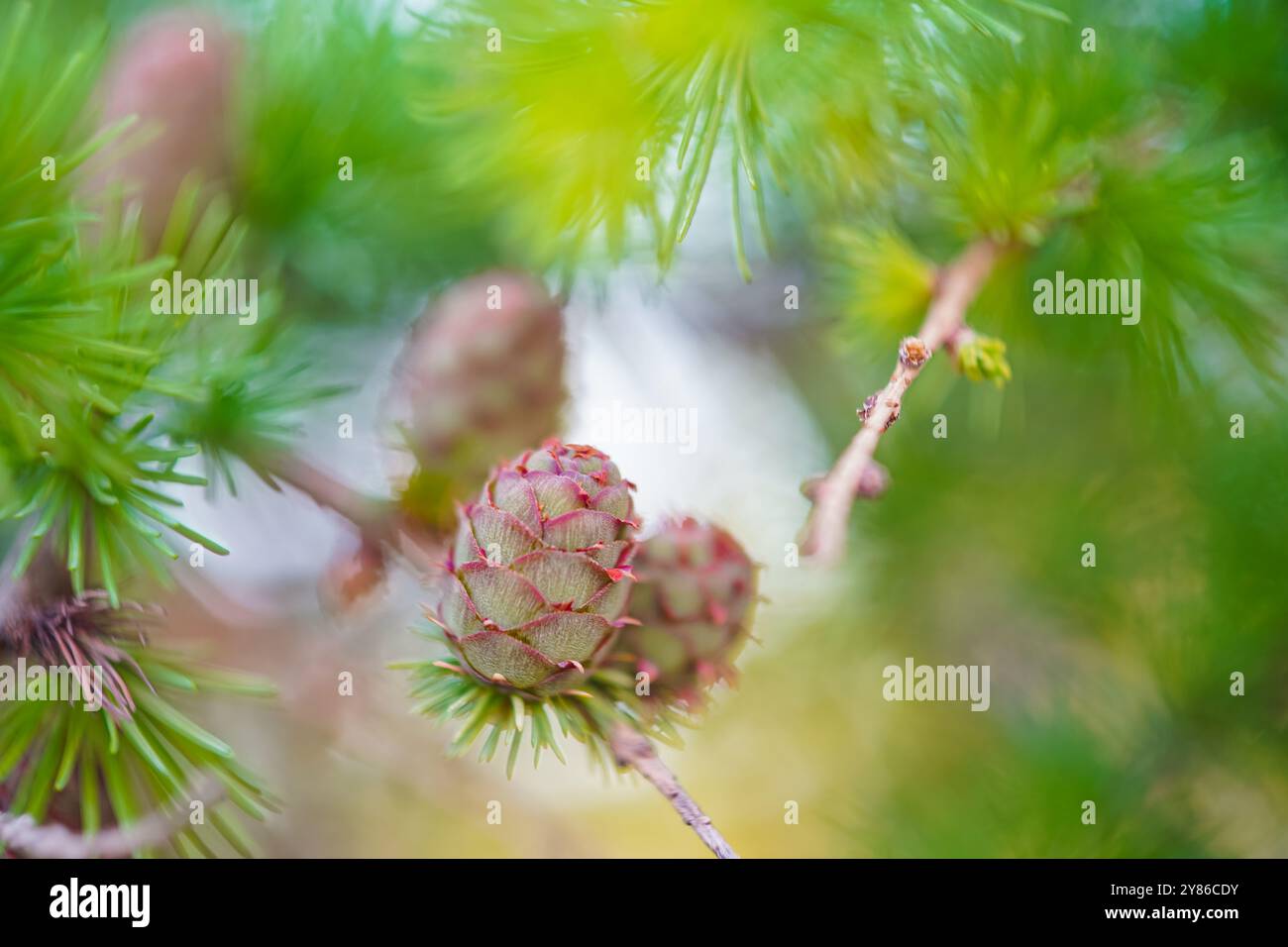 Branch of pine tree with needles and cone. Green fir cone on fir tree ...