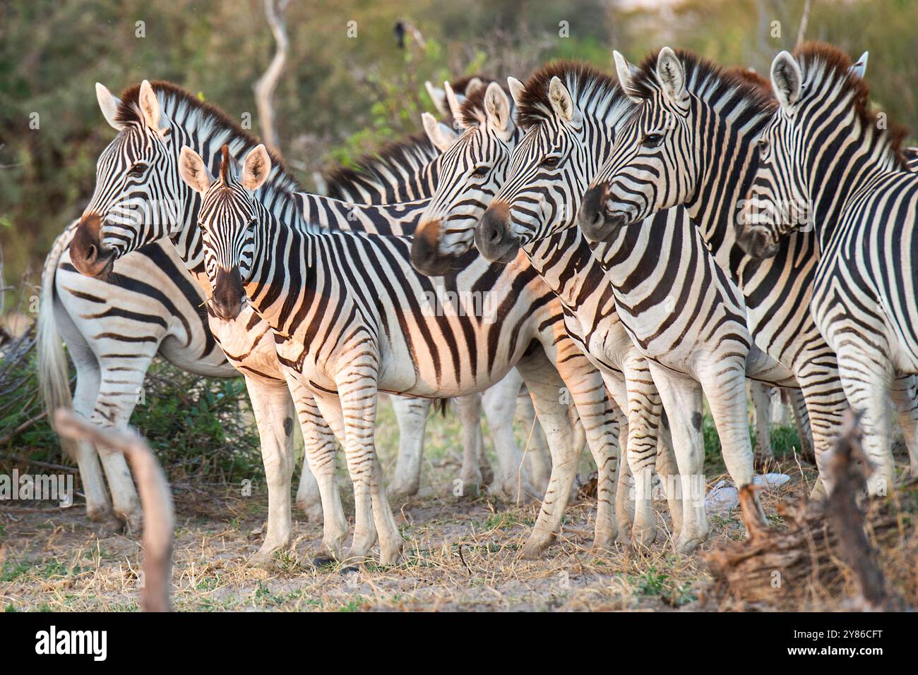 Dazzle of Zebras standing together in the green vegetation Stock Photo ...