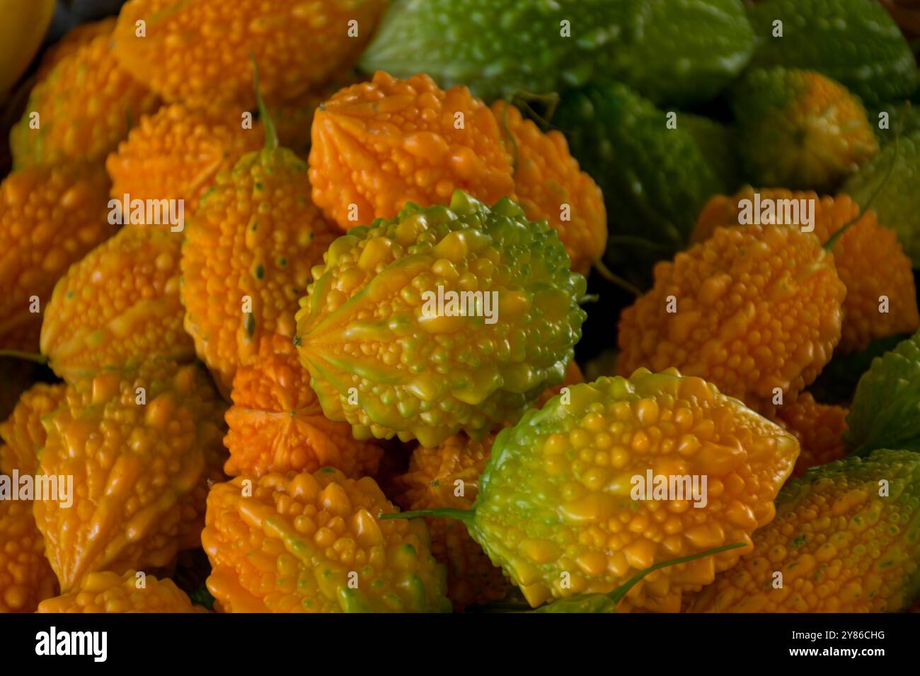 a ripe momordica fruit, commonly known as bitter melon, displayed in a ...