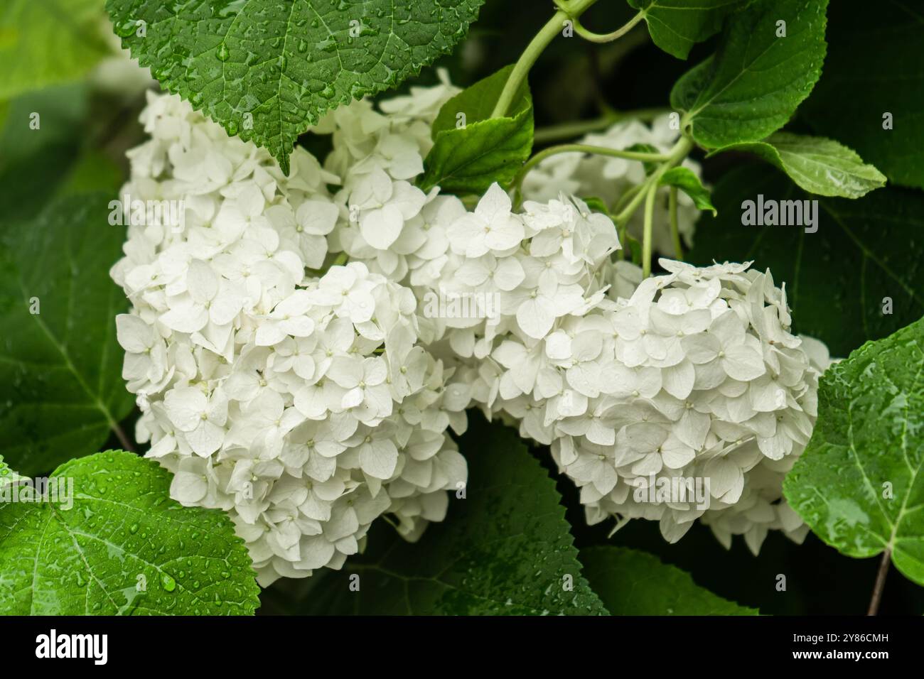 Smooth hydrangea is a species of flowering plant in the family ...