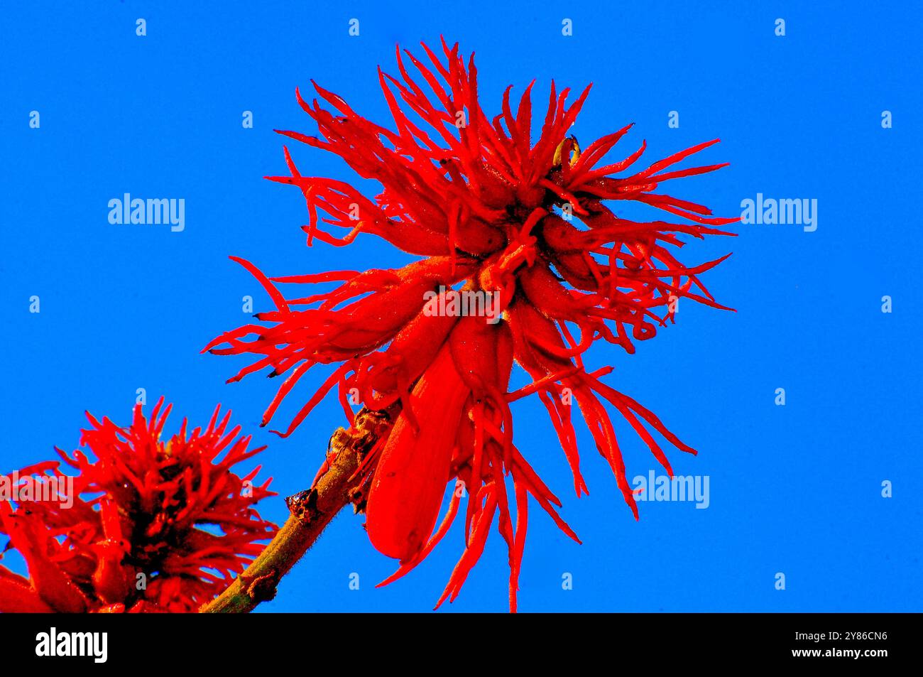 Red-hot-poker tree ( Erythrina abyssinica Stock Photo - Alamy