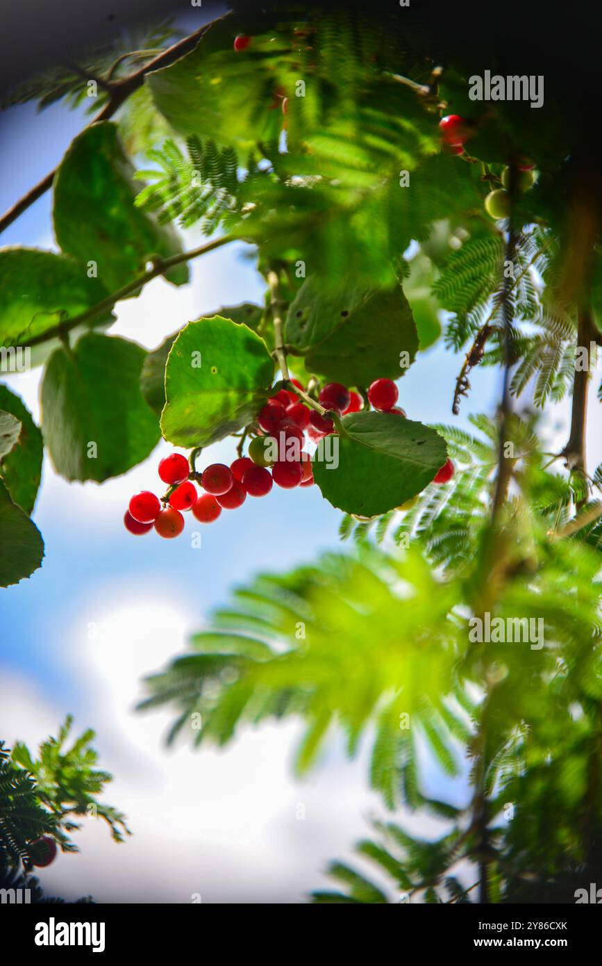 Arabian wax cissus ( Cissus rotundifolia ) - Uganda Stock Photo - Alamy