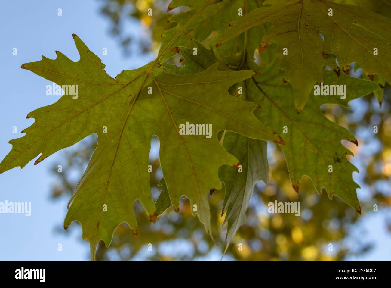 Autumn leaves in the sun's rays Stock Photo - Alamy