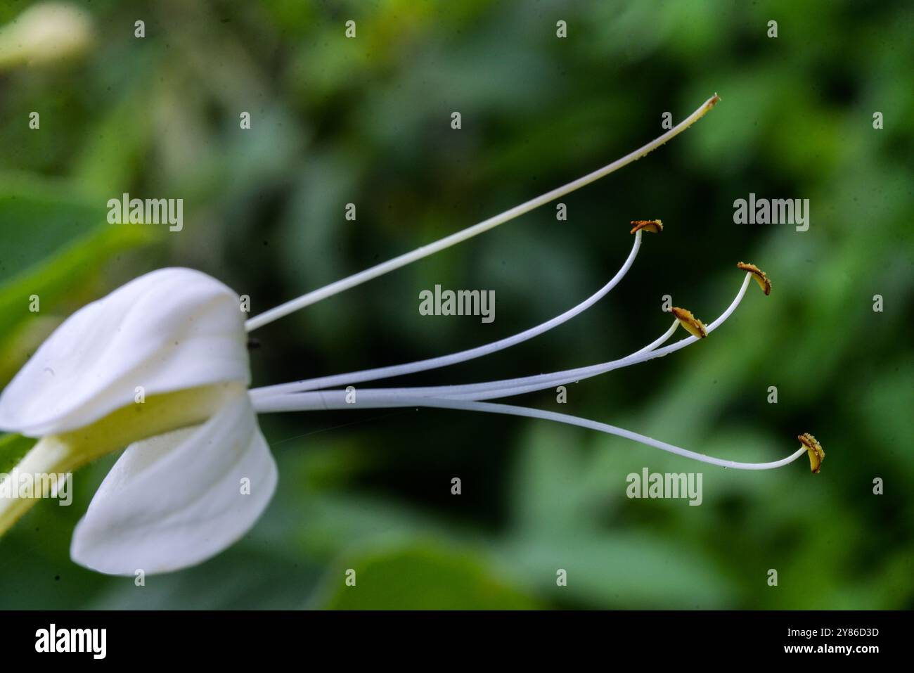 Turkish turban flower (Clerodendrum indicum) - Uganda Stock Photo - Alamy