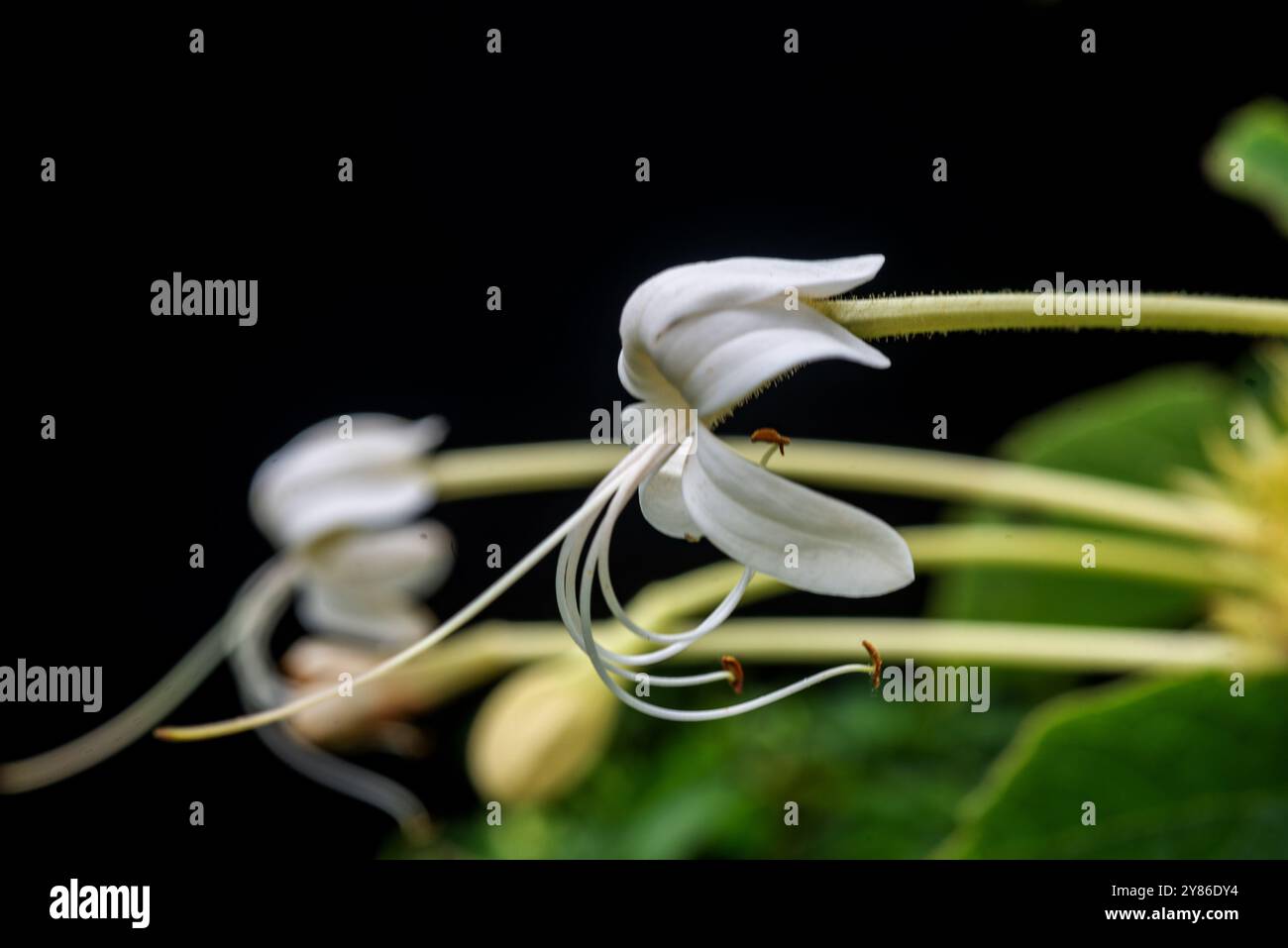 Turkish turban flower (Clerodendrum indicum) - Uganda Stock Photo - Alamy