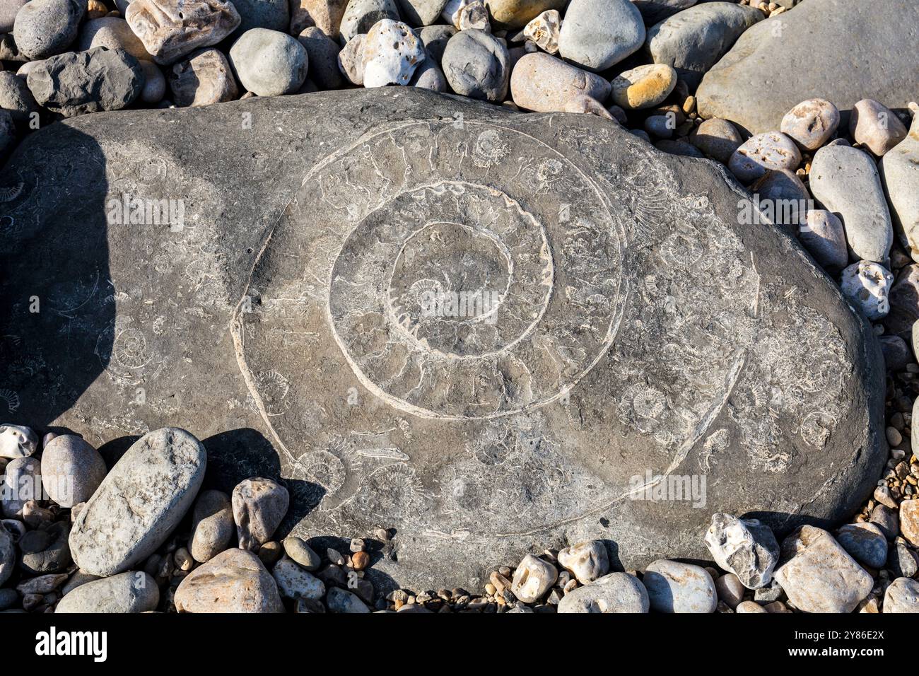Fossilised ammonites, lyme regis, Dorset, England, UK Stock Photo - Alamy