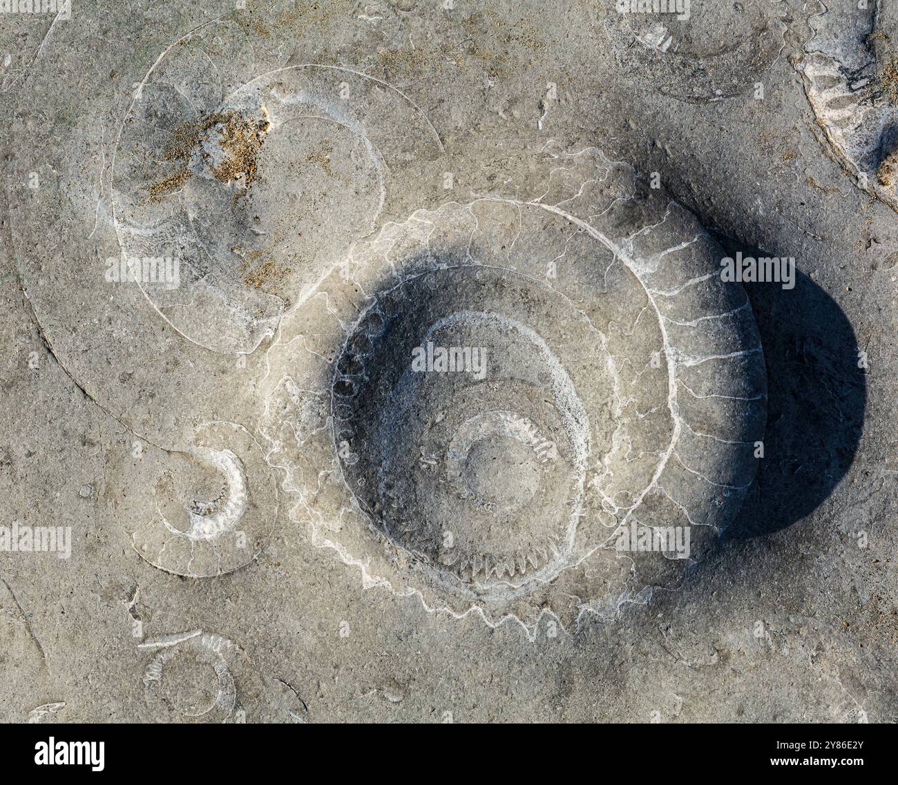 Ammonite pavement hi-res stock photography and images - Alamy