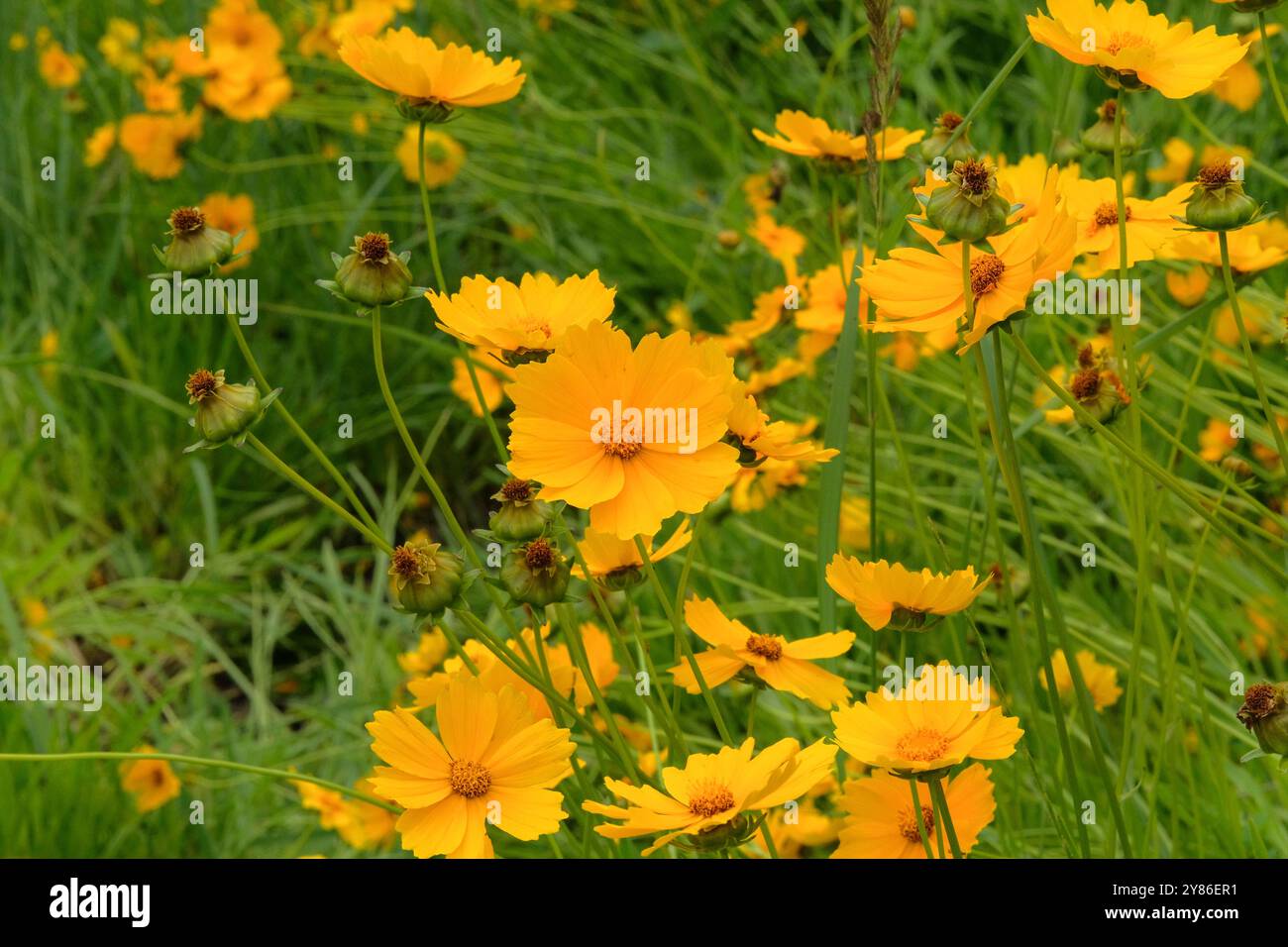 Coreopsis grandiflora in gardening. Blooming daisy. Medicine ...