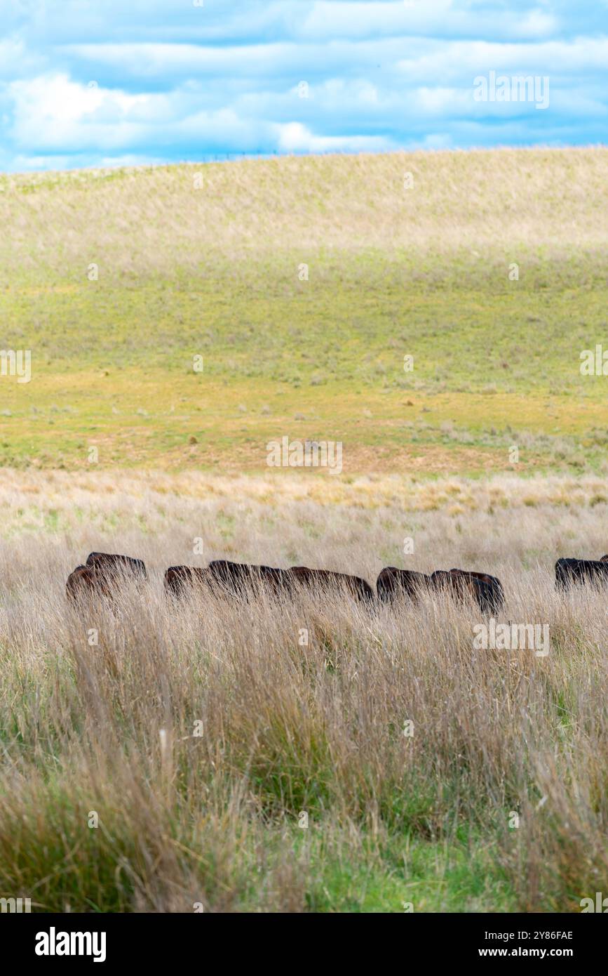 Cattle farming sheep grazing paddock paddocks hi-res stock photography ...