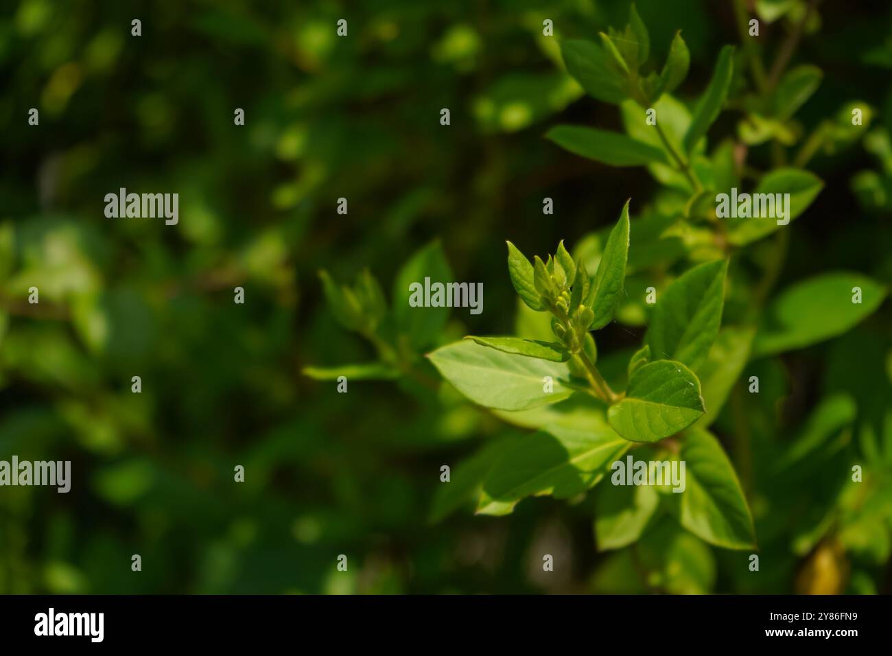 Leaves green background. Front view of green leaf in the garden. Plant ...