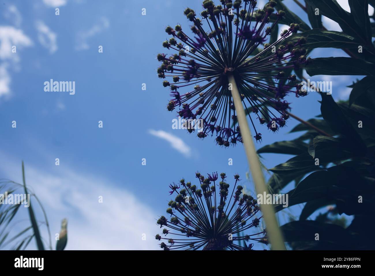 Allium cristophii, allium giganteum ornamental plant, one big round bud ...