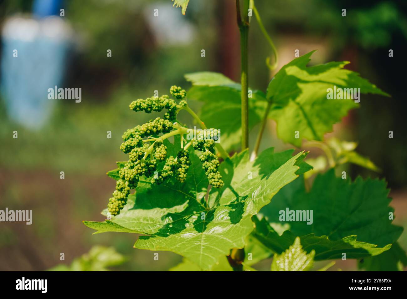 Leaves green background. Front view of green leaf in the garden. Plant ...