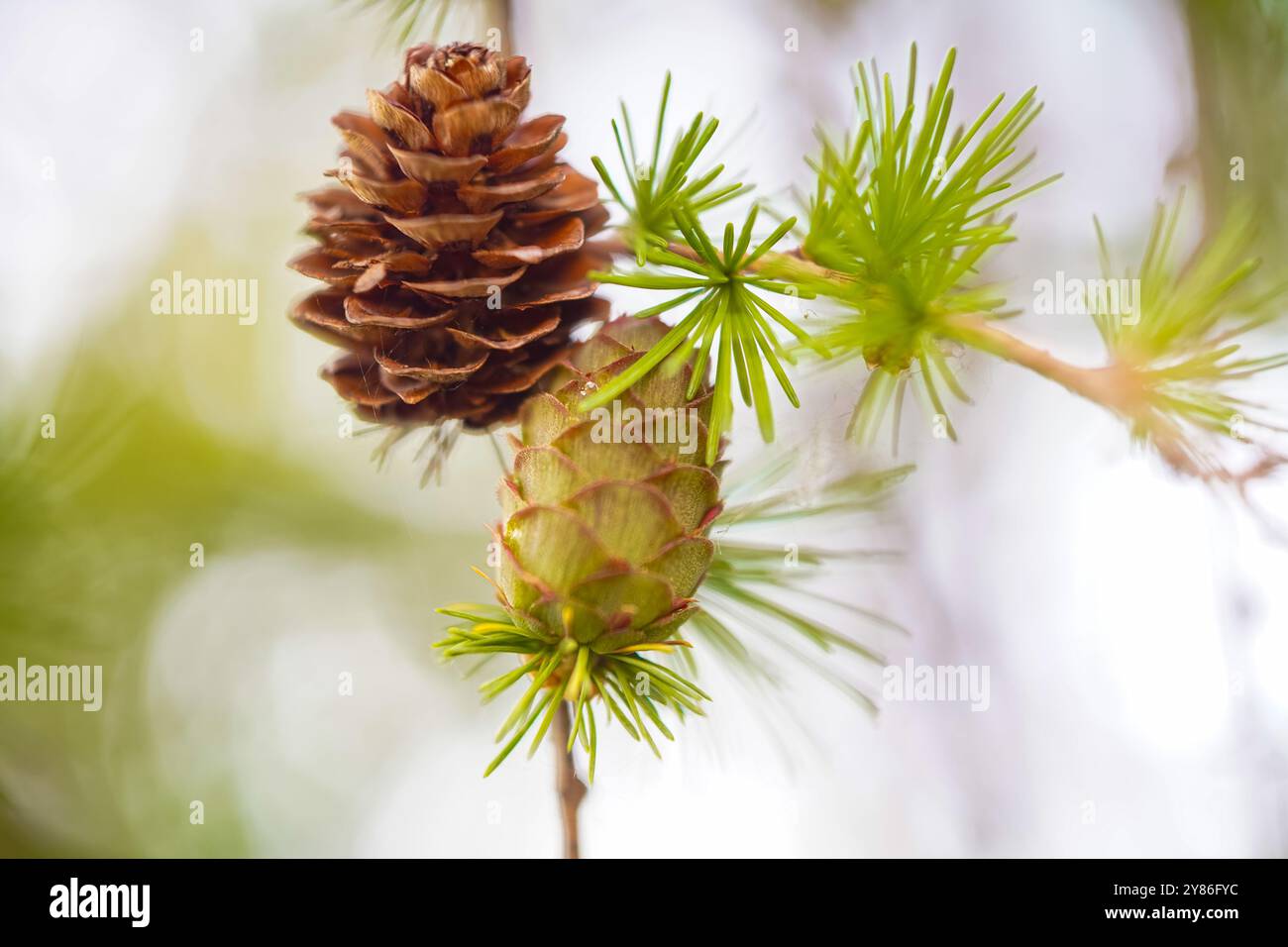 Branch of pine tree with needles and cone. Green fir cone on fir tree ...