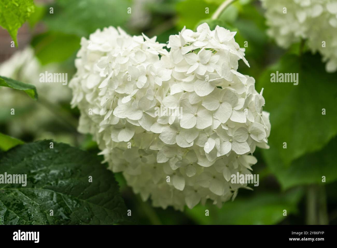 Selective focus white flower of Hydrangea Arborescens in the garden ...