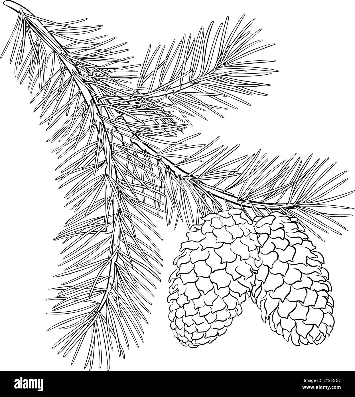 fir tree branch with cones outline illustration Stock Vector Image ...