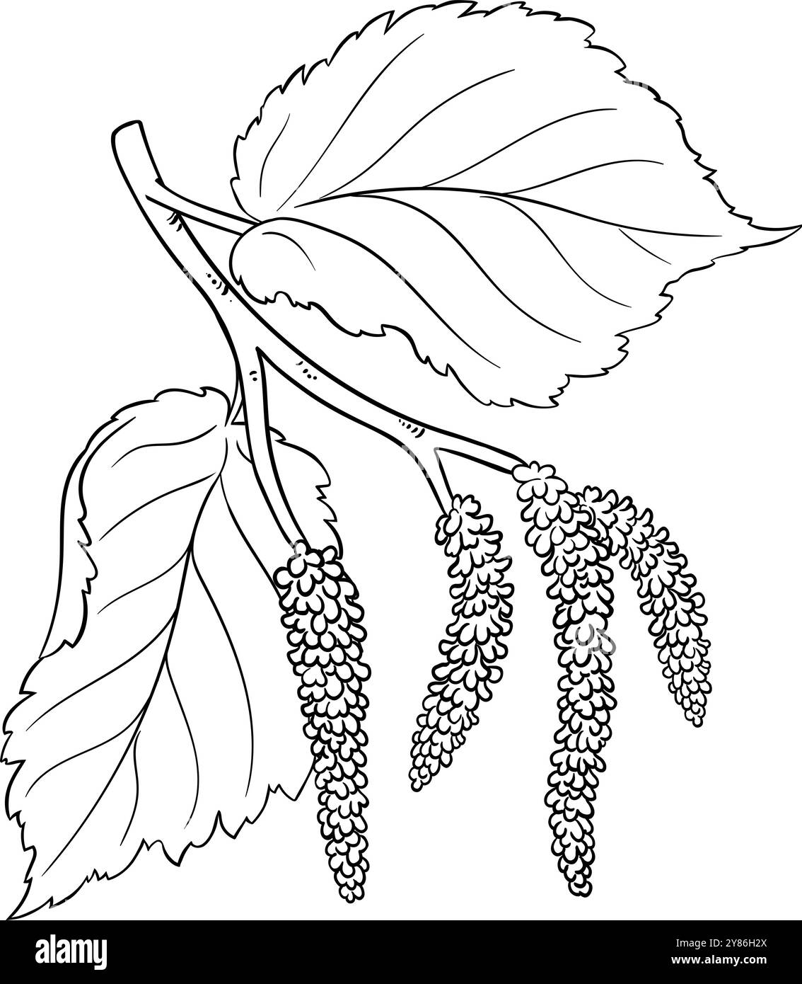 Hazelnut Branch with Leaves Outline Illustration Stock Vector Image ...