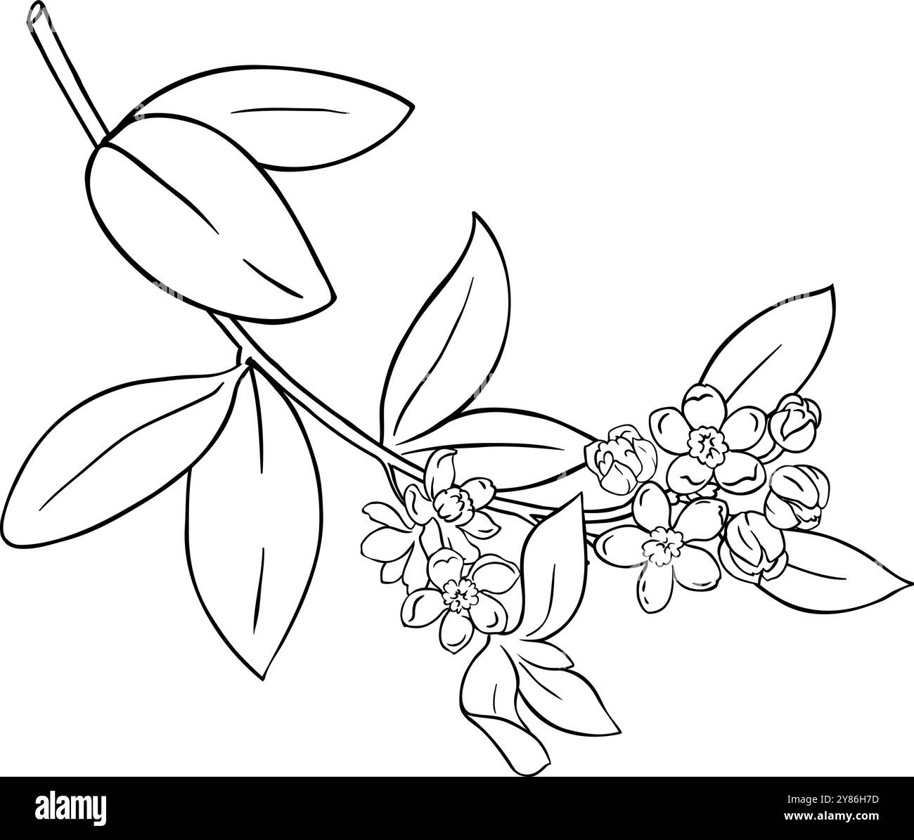 Jojoba Branch Isolated Outline Illustration Stock Vector Image & Art ...