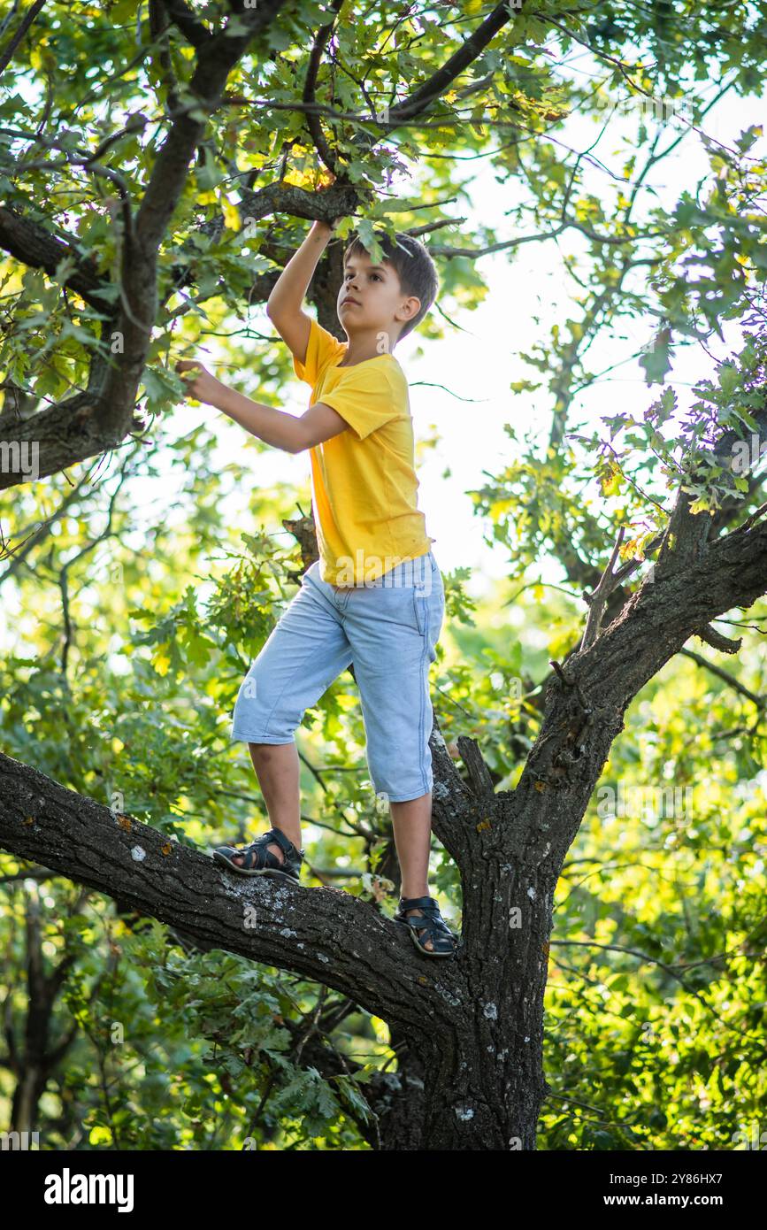 A boy climbs a tree in the forest Stock Photo - Alamy