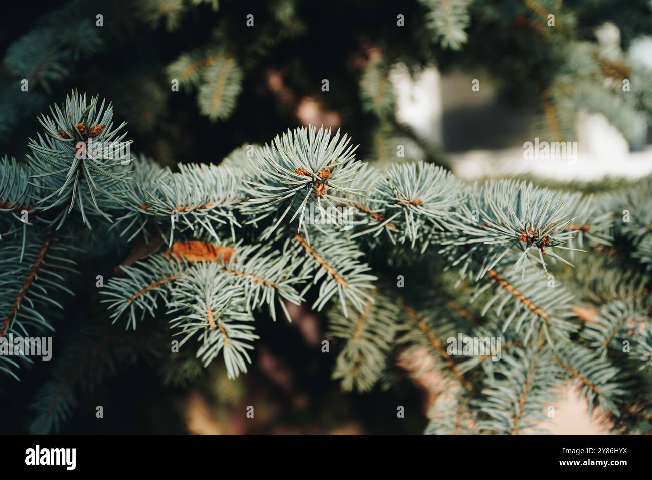 Spruce branch. Branches of a green spruce in the forest. A beautiful ...