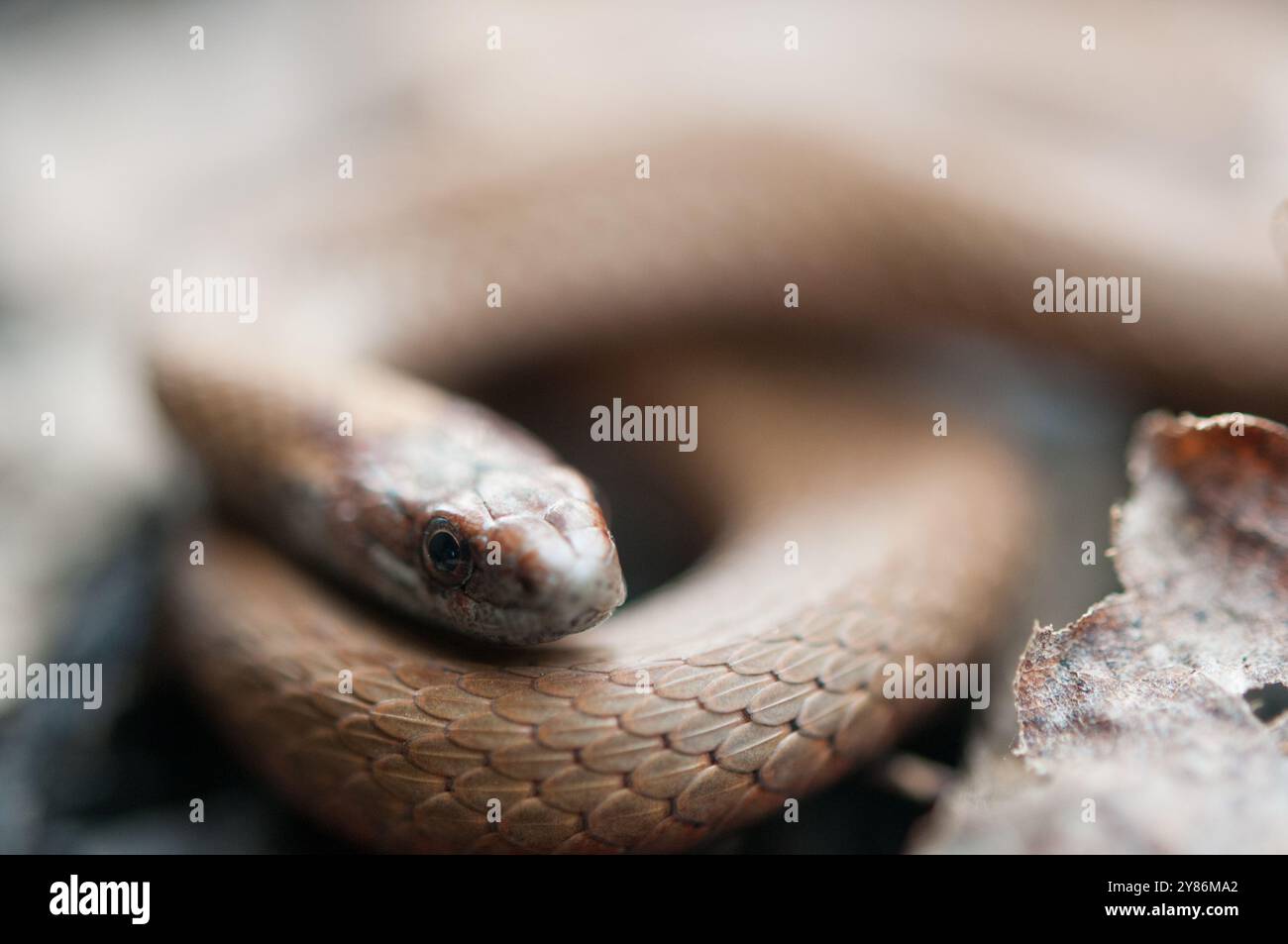 Red-Bellied Snake close up focus on eye Stock Photo - Alamy