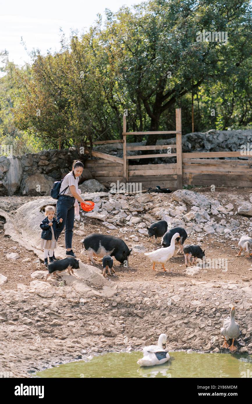 Mother and little girl feeding black pygmy pigs and geese on the shore of a pond Stock Photo - Alamy