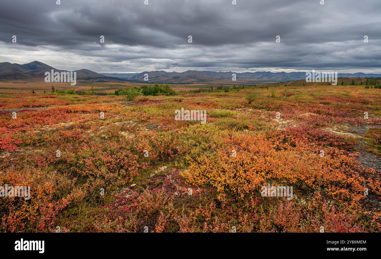 Autumn foliage in the Richardson Mountains on the Arctic Circle in the ...