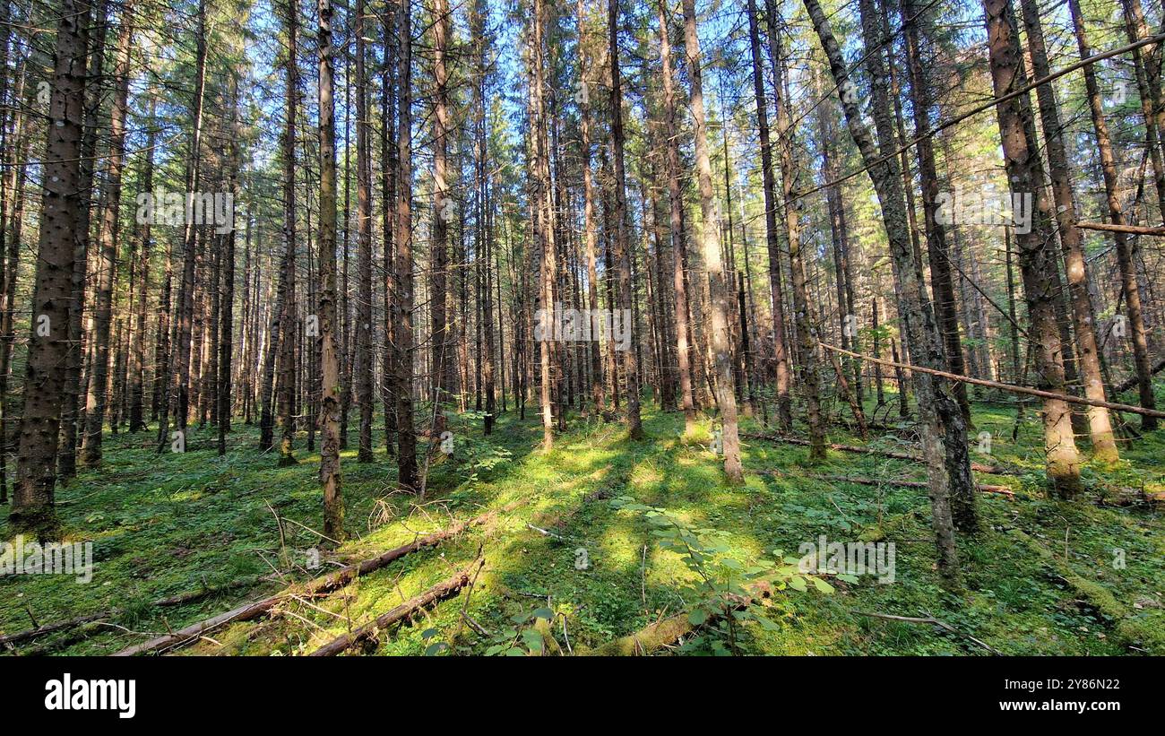 Untouched coniferous forest in hi-res stock photography and images - Alamy